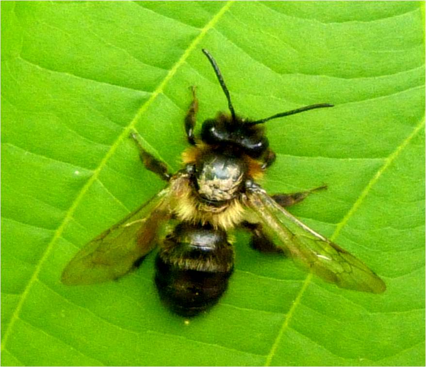 Insects of Scotland: Bees/Wasps/Ichneumons/Sawflies/Ants