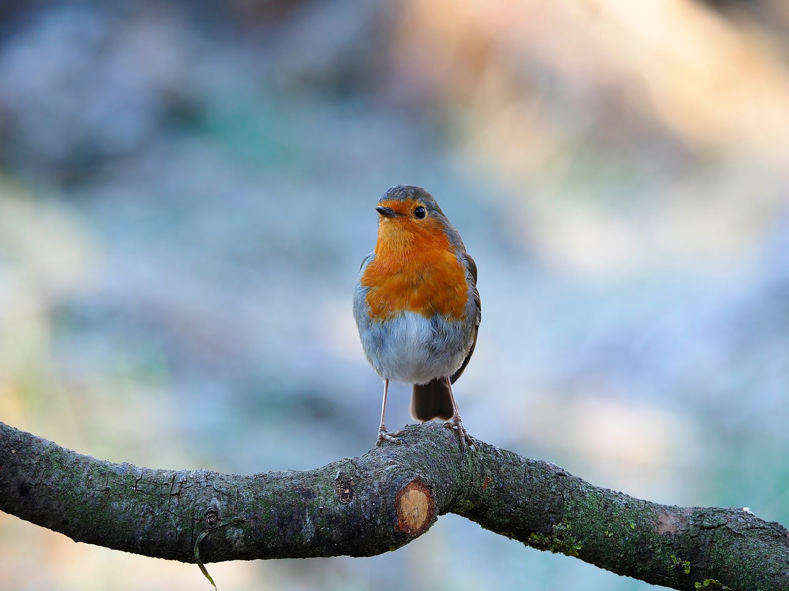 Associació Fotogràfica Jaume Oller: Erithacus rubecula.