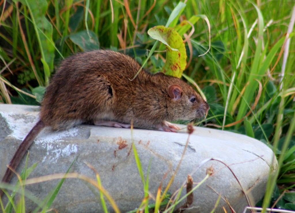A life at the shoreline. .. by Jeff Copner : Brown Rat