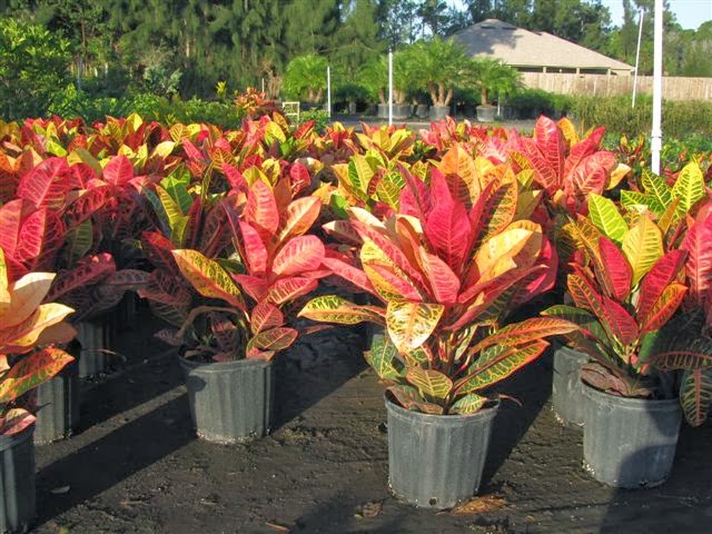 El Jardinero, plantas y flores: Codiaeum variegatum