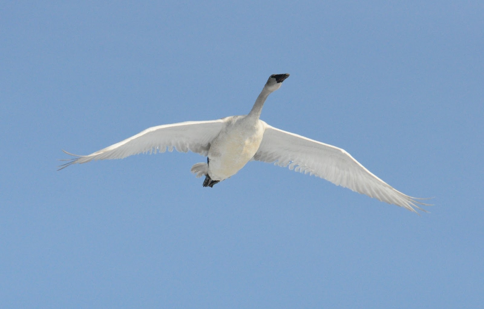Birds of Madison County: Trumpeter Swan invades area waters but finds ...