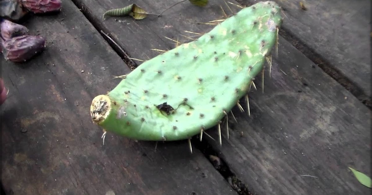 How to Root a Piece of My Cactus That Broke Off