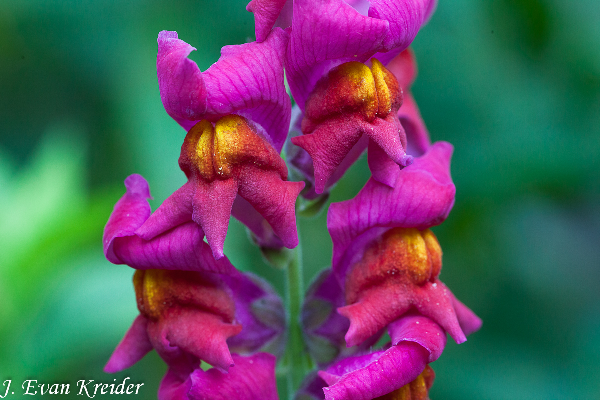 Kreider's Korner Photographs: Evening June flowers