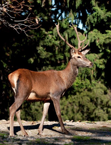 ANIMALES: El Ciervo