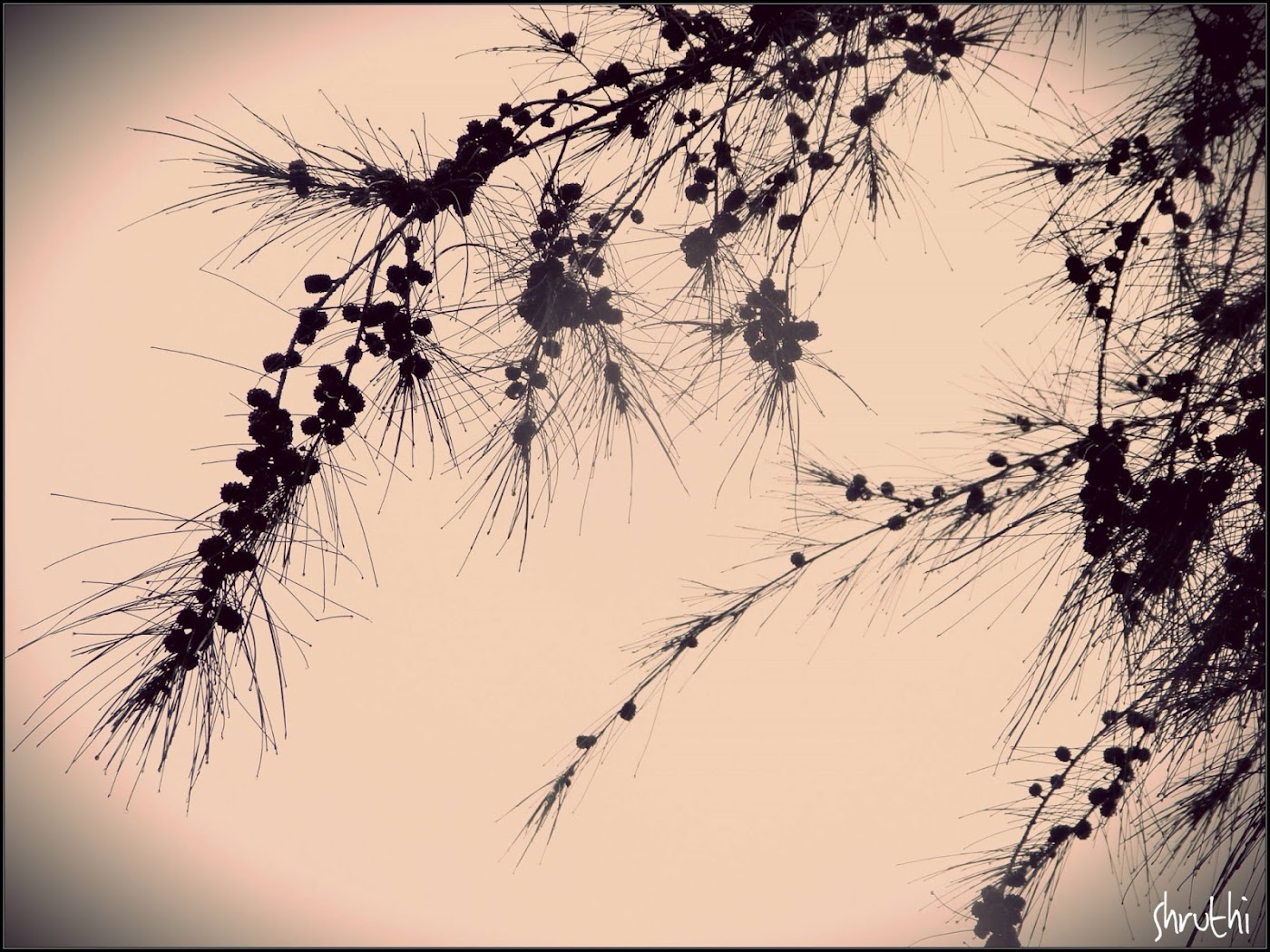 Life is beautiful: Casuarina Tree (gaali mara)