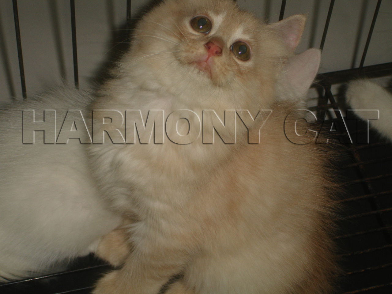 Hamster Dan Kucing Persia Murah Surabaya: DI JUAL KUCING BETINA KUNING ...