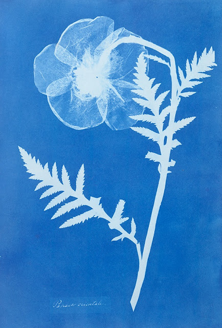 Cocosse | Journal: British Algae : Cyanotype Impressions | Anna Atkins ...