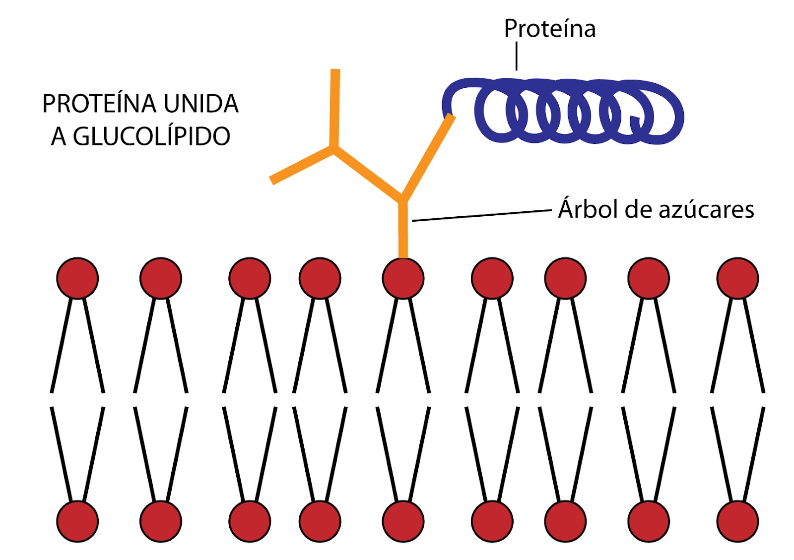 el moderno prometeo: Membranas biológicas