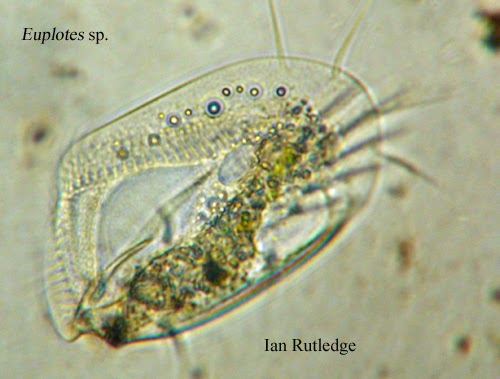 Botany 111 Term Project - Ian Rutledge, Sec. 6, "Ian", botany111ianr ...