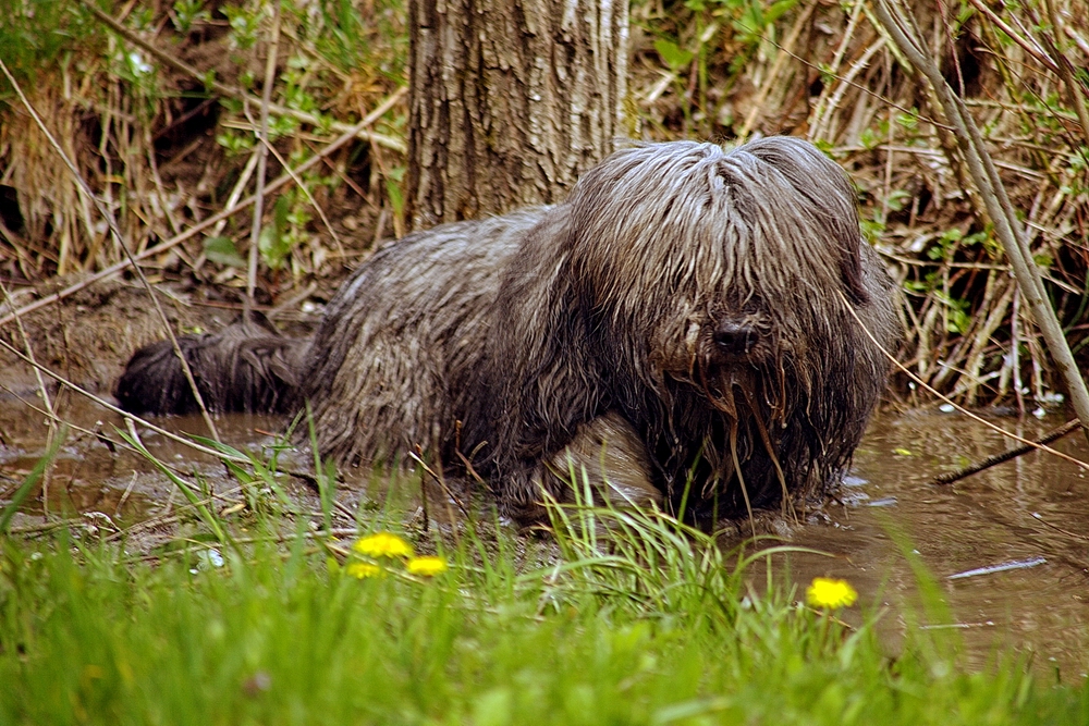 despre viata prin fotografie: Despre Grivei!