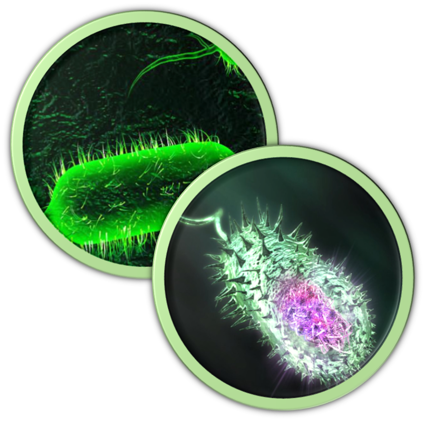 ¡Cuidemos la salud de todos!: Bacterias - CÓLERA