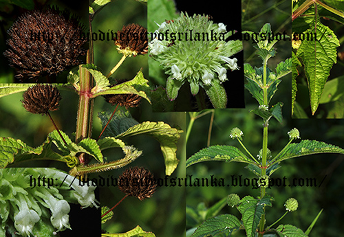 Biodiversity of Sri Lanka: Knobweed (Hyptis capitata)