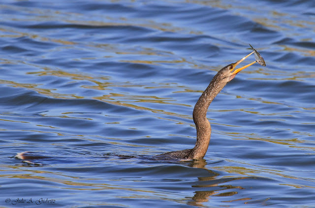 Birding Is Fun!: The Snakebird