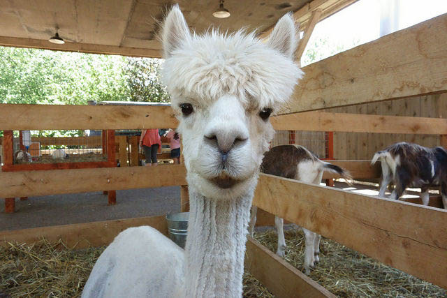 The Ultimate Guide to Cedar Point - Twirlerica