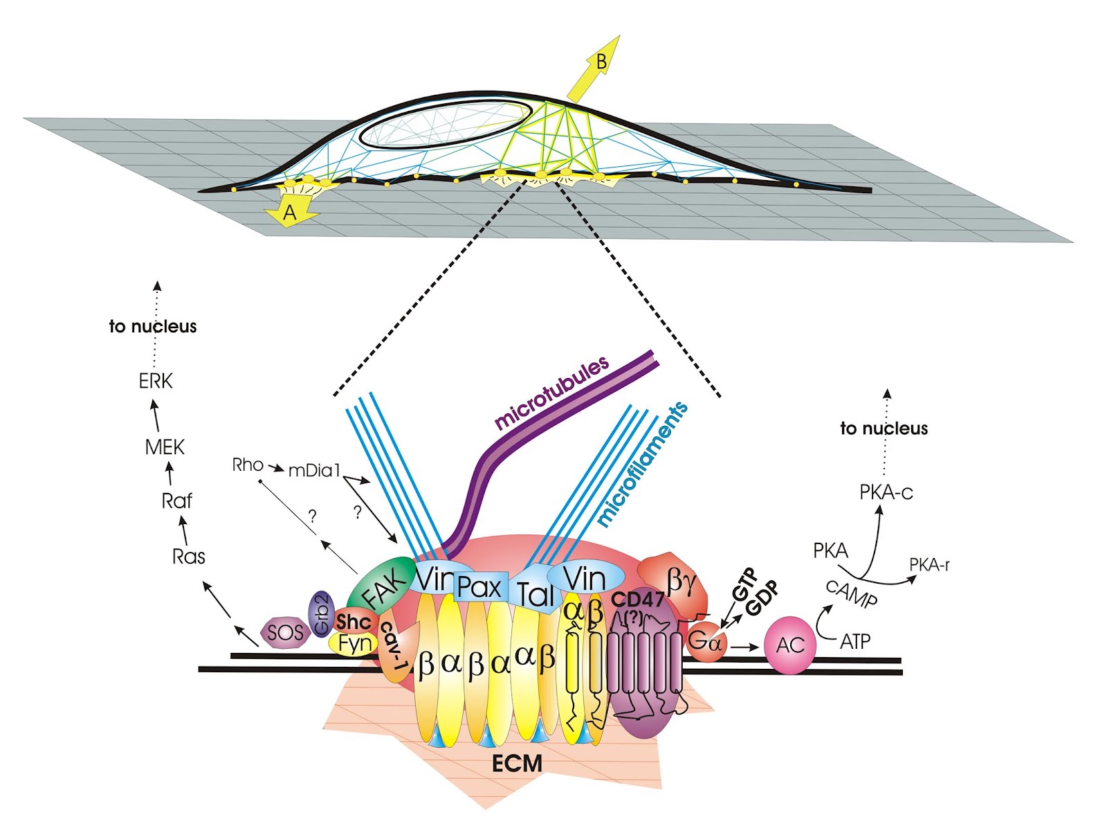 The Fascia Therapy Blog: Mecanotransducción: Respuesta a la Terapia Manual