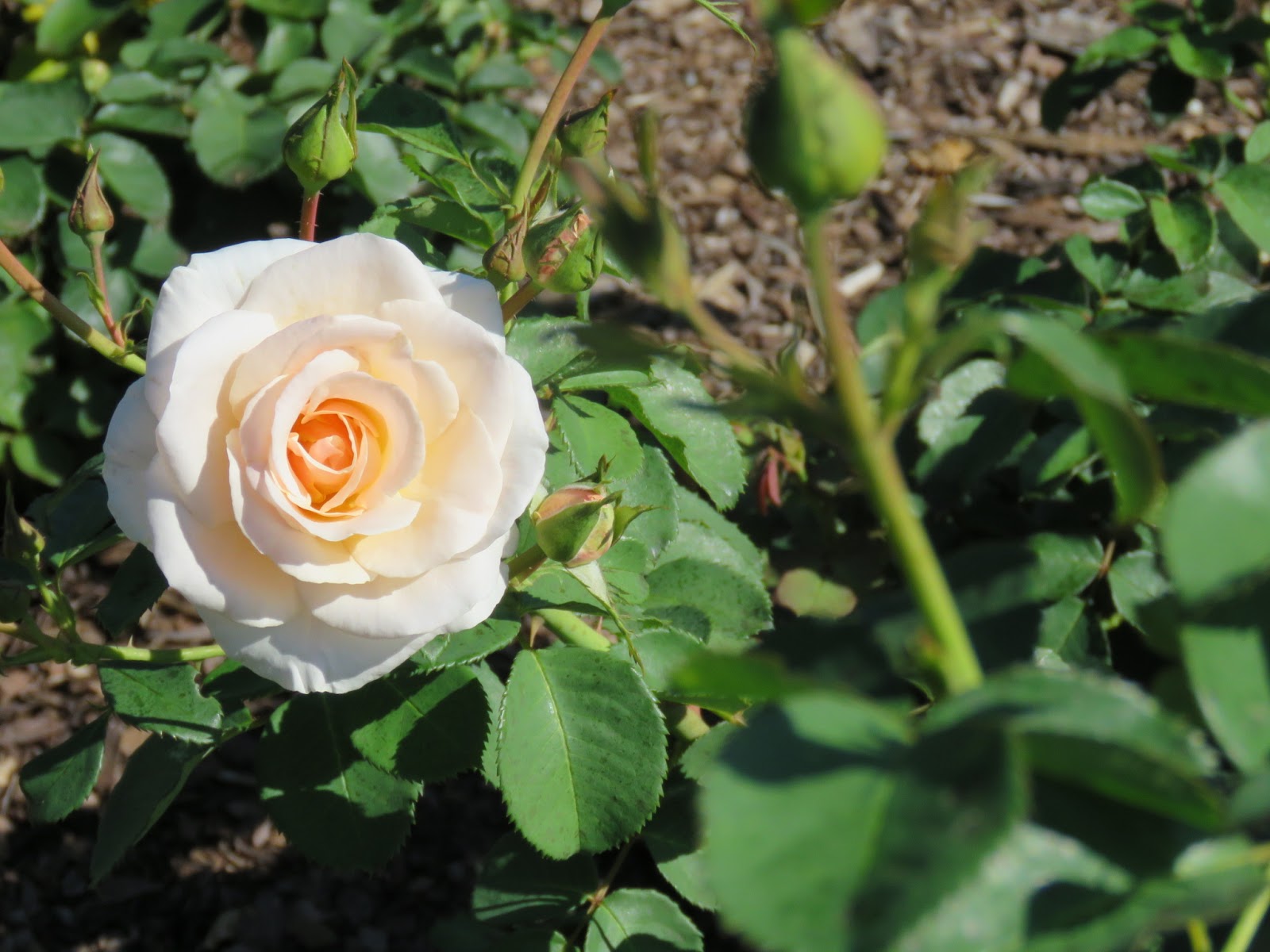 Bird & Travel Photos, Birding Sites, Bird Information: PRETTY LADY ...