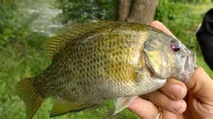 FUNKY-FISHING: Le Crapet de roche