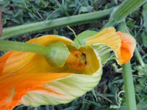 Growing and hand pollinating pumpkins | down to earth