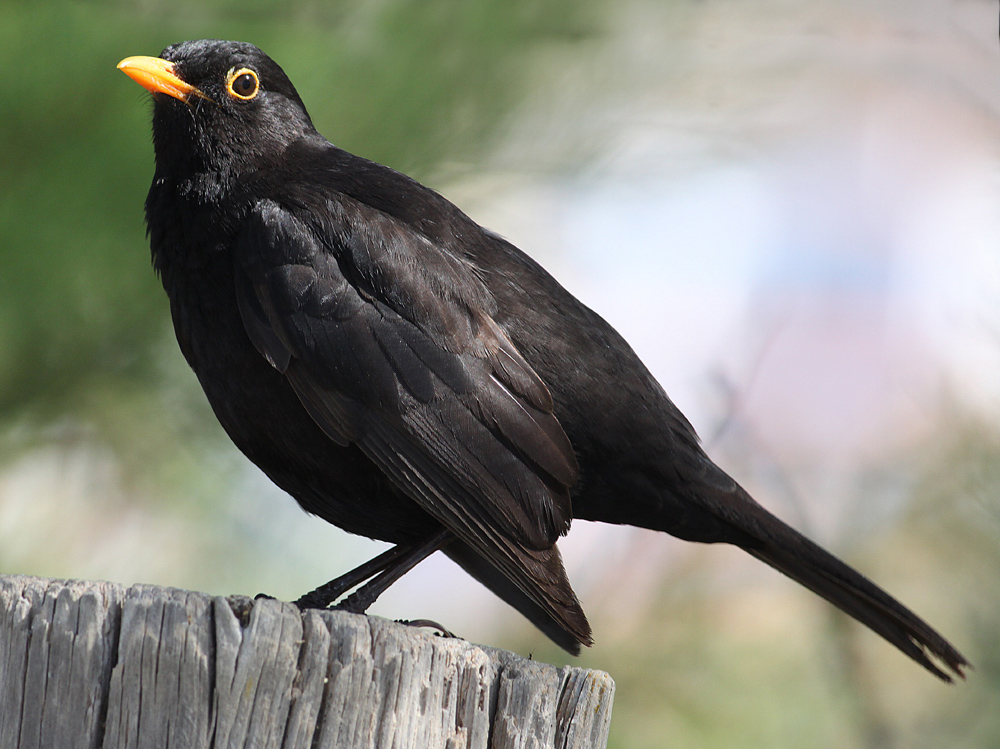 Another Bird Blog: Around Robins