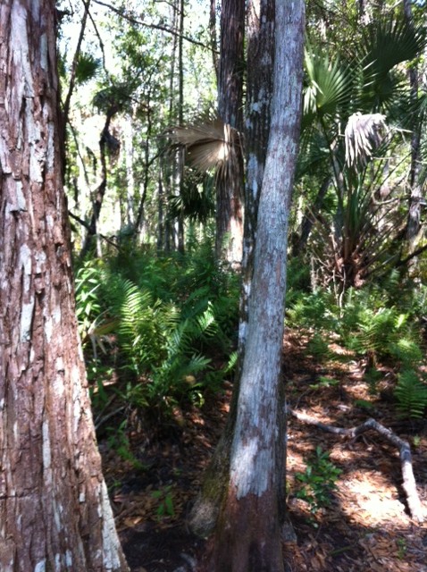 University Colloquium - FGCU: Campus Trail