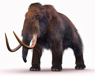 Foto Mamut atau Gajah Purba dan Info Sejarahnya | Info Lengkap dan Terbaru