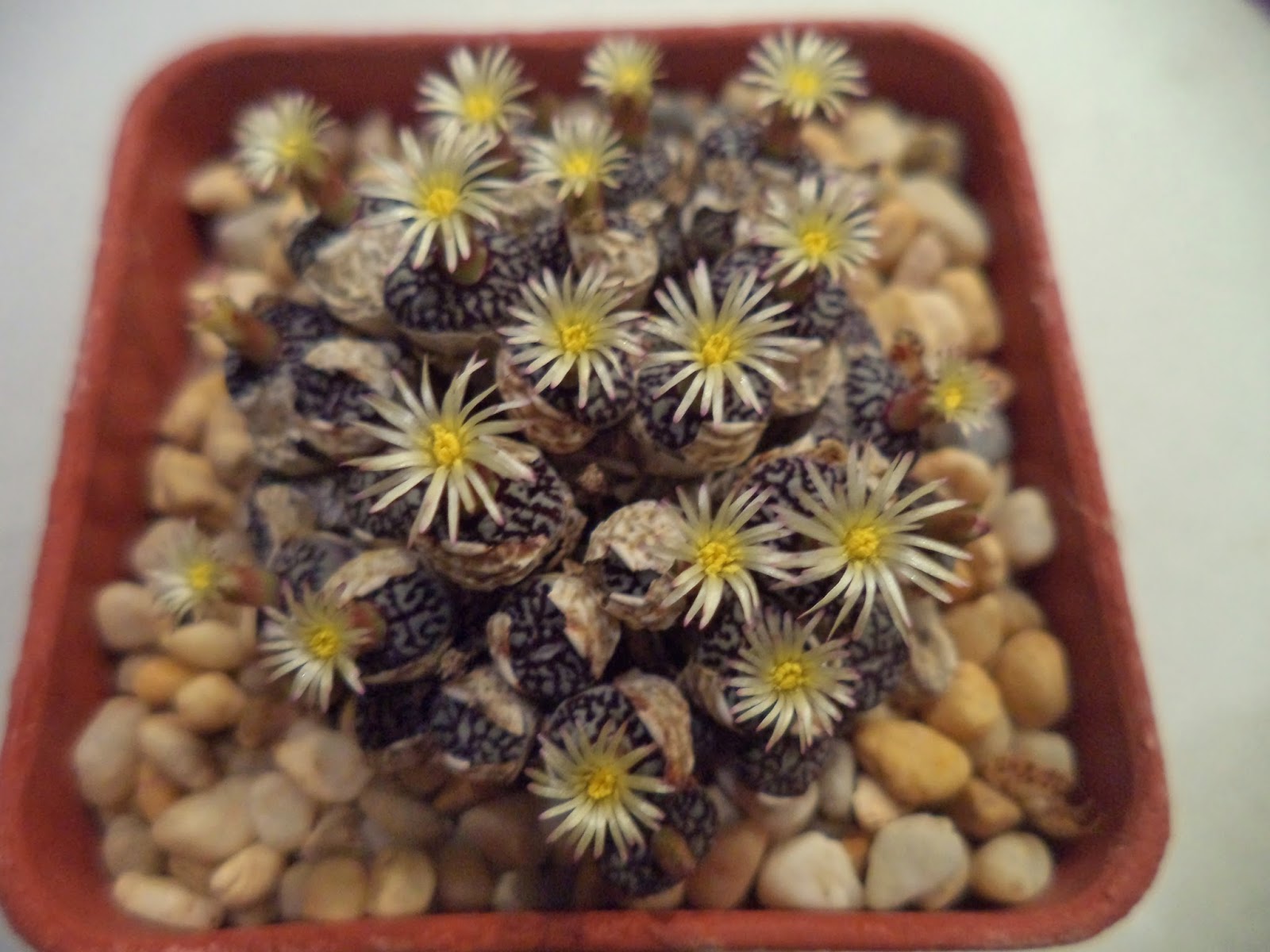 Succulent Sundae: CONOPHYTUM MINIMUM WITTEBERGENSE RR714