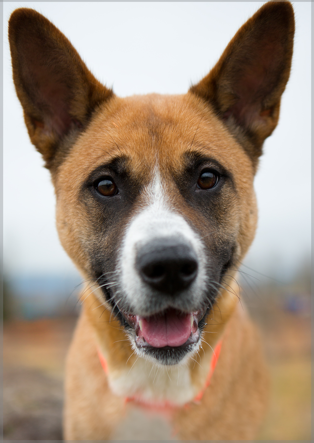 Shelter Dogs of Portland: "KYRAH" unique med sz Akita mix