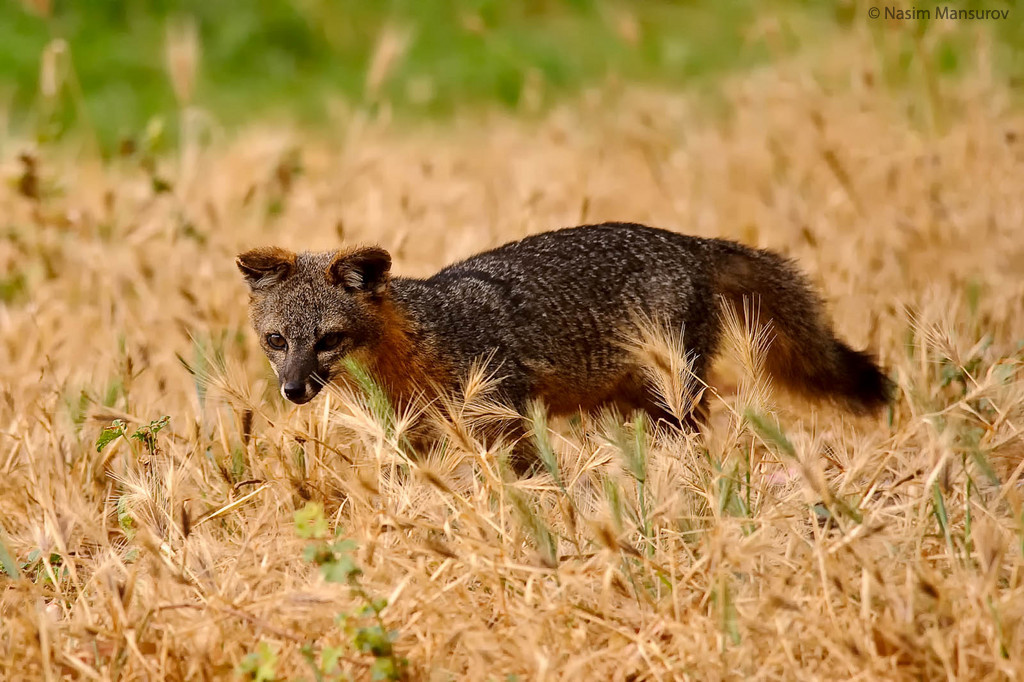 Channel Island Fox-Urocyon Littoralis