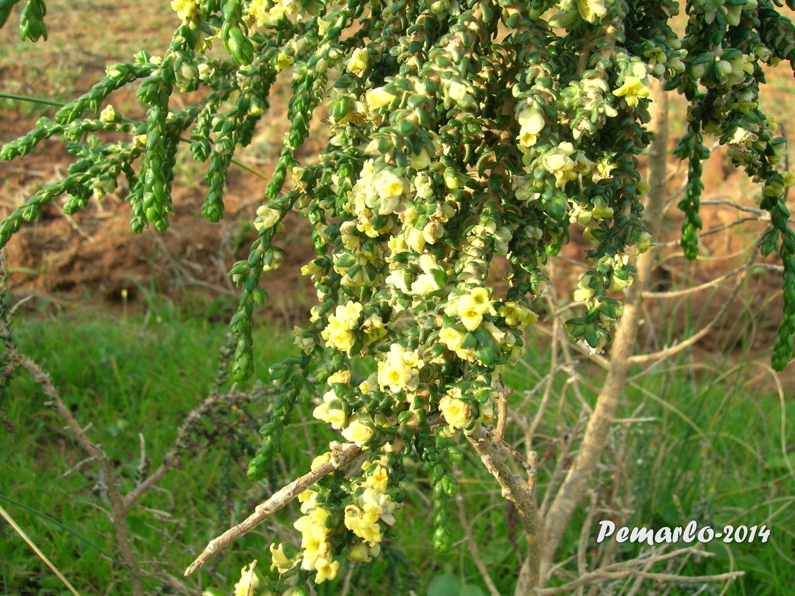 Plantas de Murcia: THYMELAEA HIRSUTA (Bolaga) EN DIVERSOS PUNTOS DE LA ...
