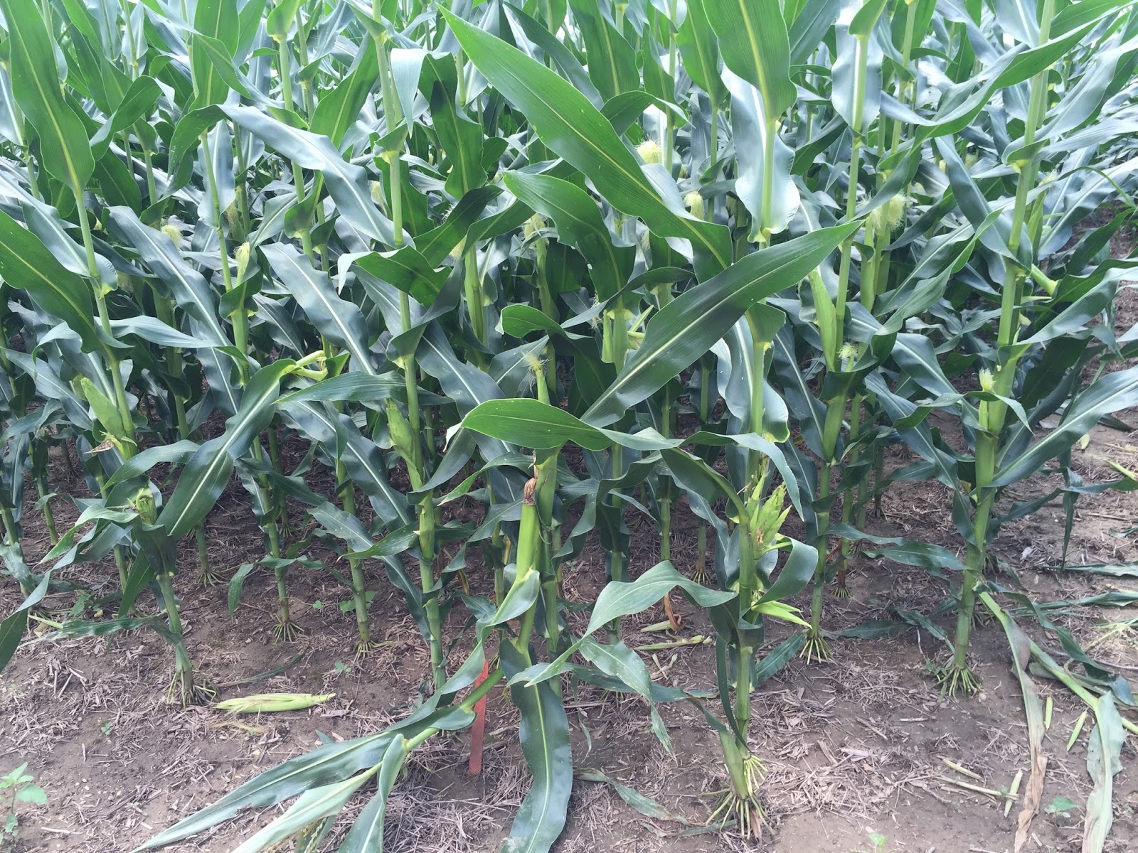 Grain Crops Update: Crops Damaged in Heavy Storms