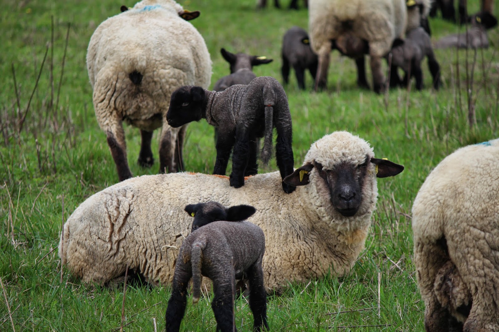 Past'Horizon ou les bergers ambulants de bord de Loire: Des brebis...