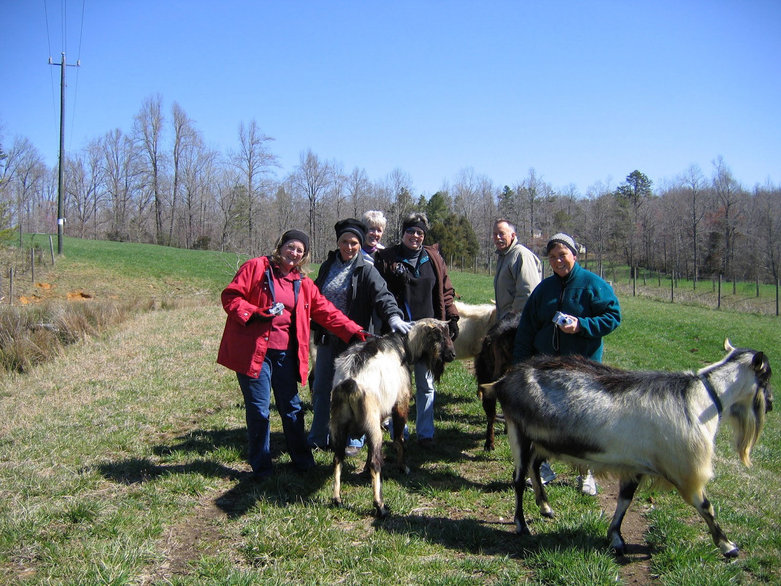 Cheryl Powell Art: Goat Lady Dairy - Tate Family Art Collection