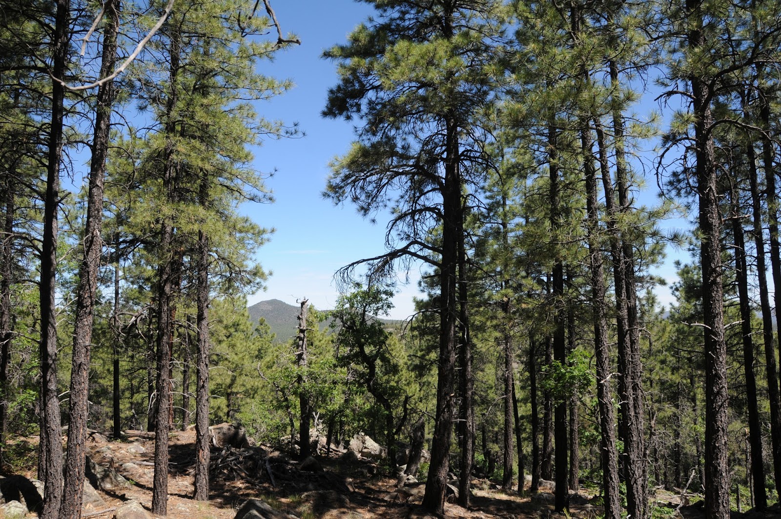 Arizona Hiking: CLOVER SPRING TRAIL # 46