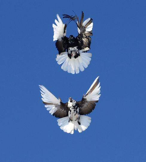 Top 5 High Flying Pigeon's Breeds
