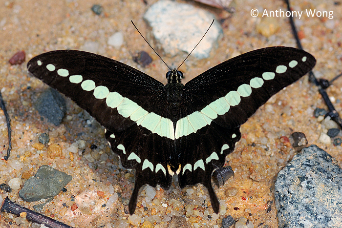 Butterflies of Singapore: Life History of the Banded Swallowtail