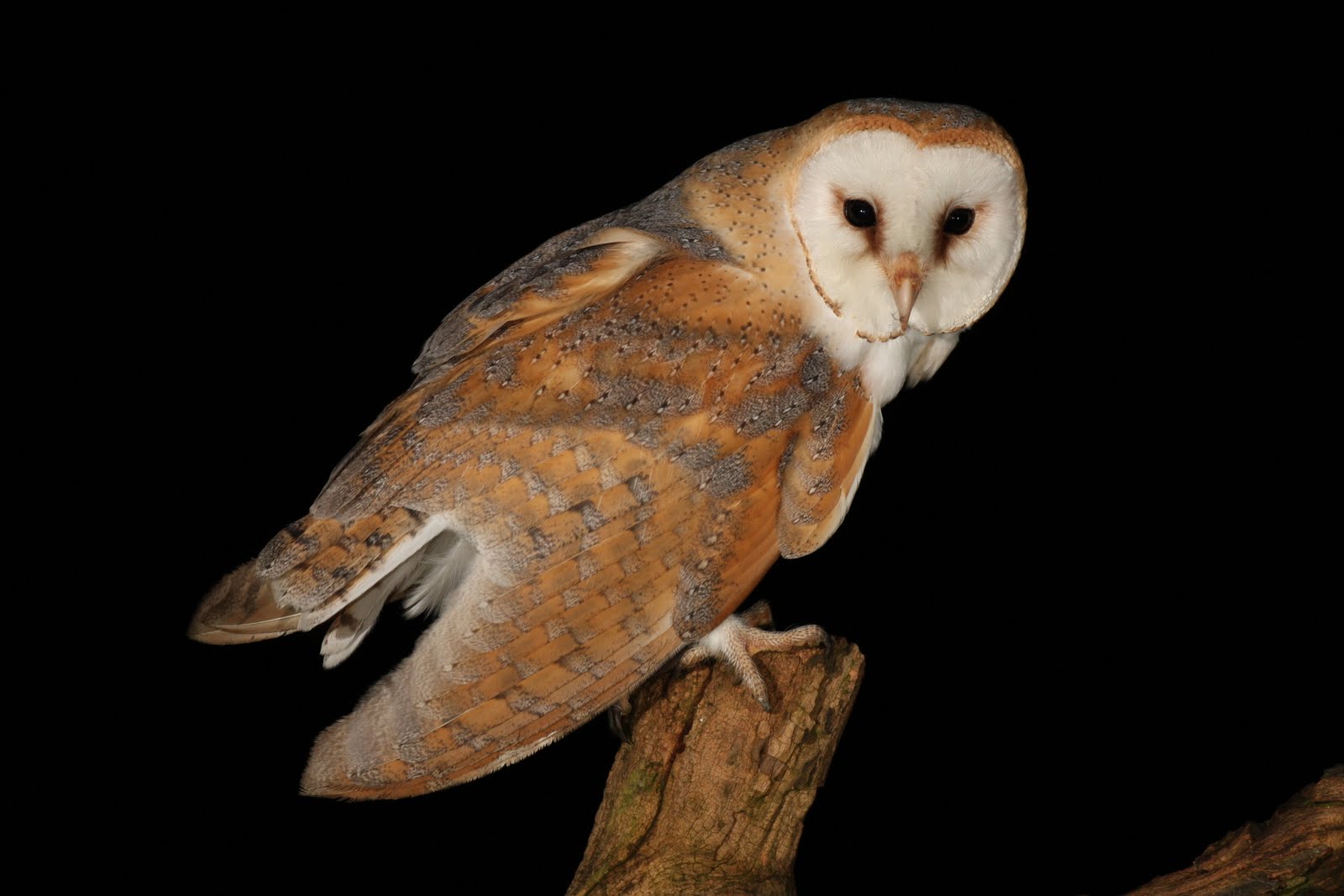 Barn Owl | Animal Wildlife