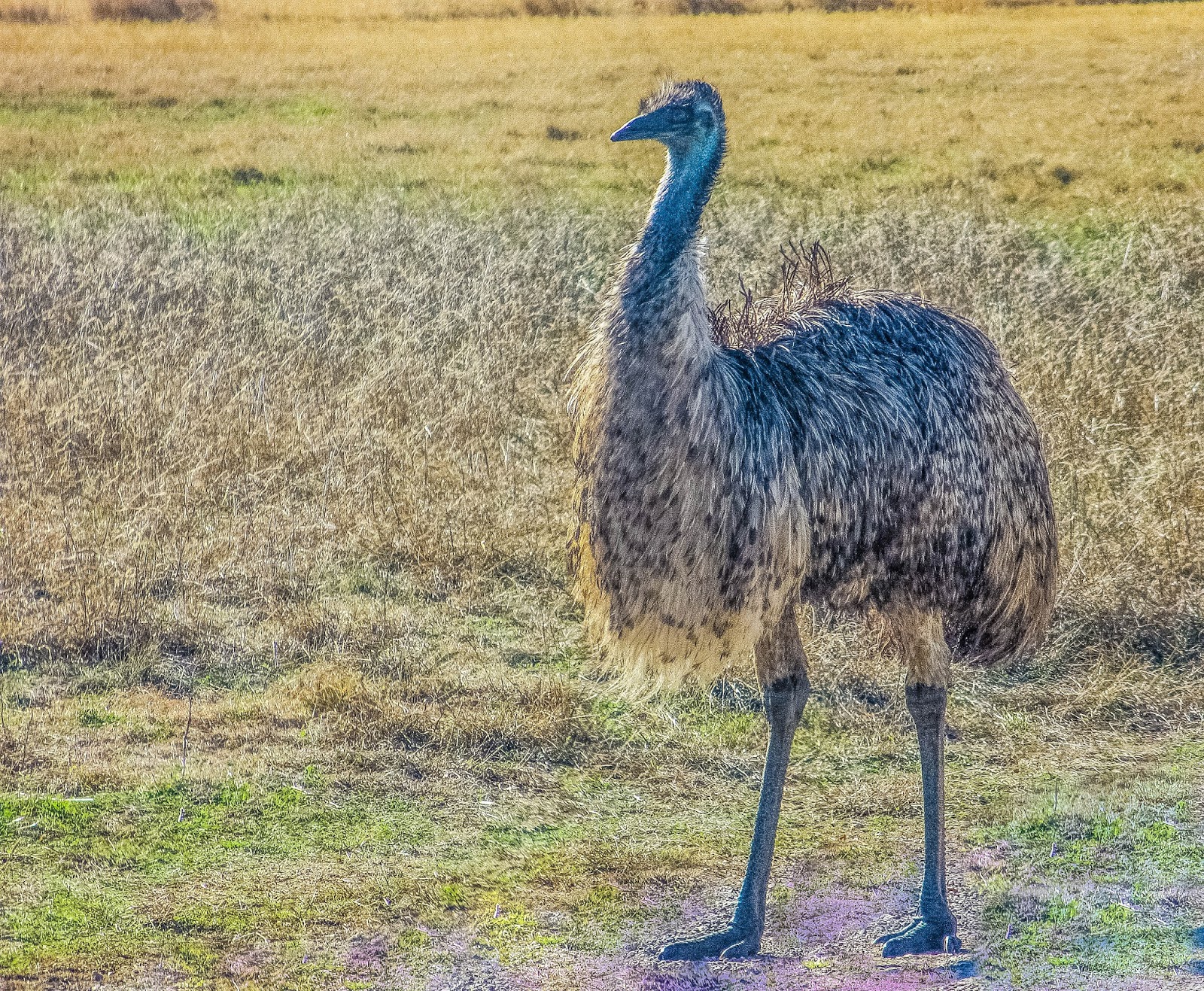 Cannundrums: Emu Egg - Scrambled