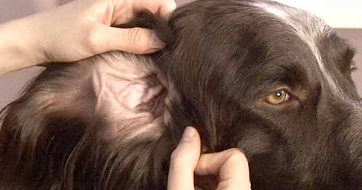 It's a Dog's World: Dog Ear Infections