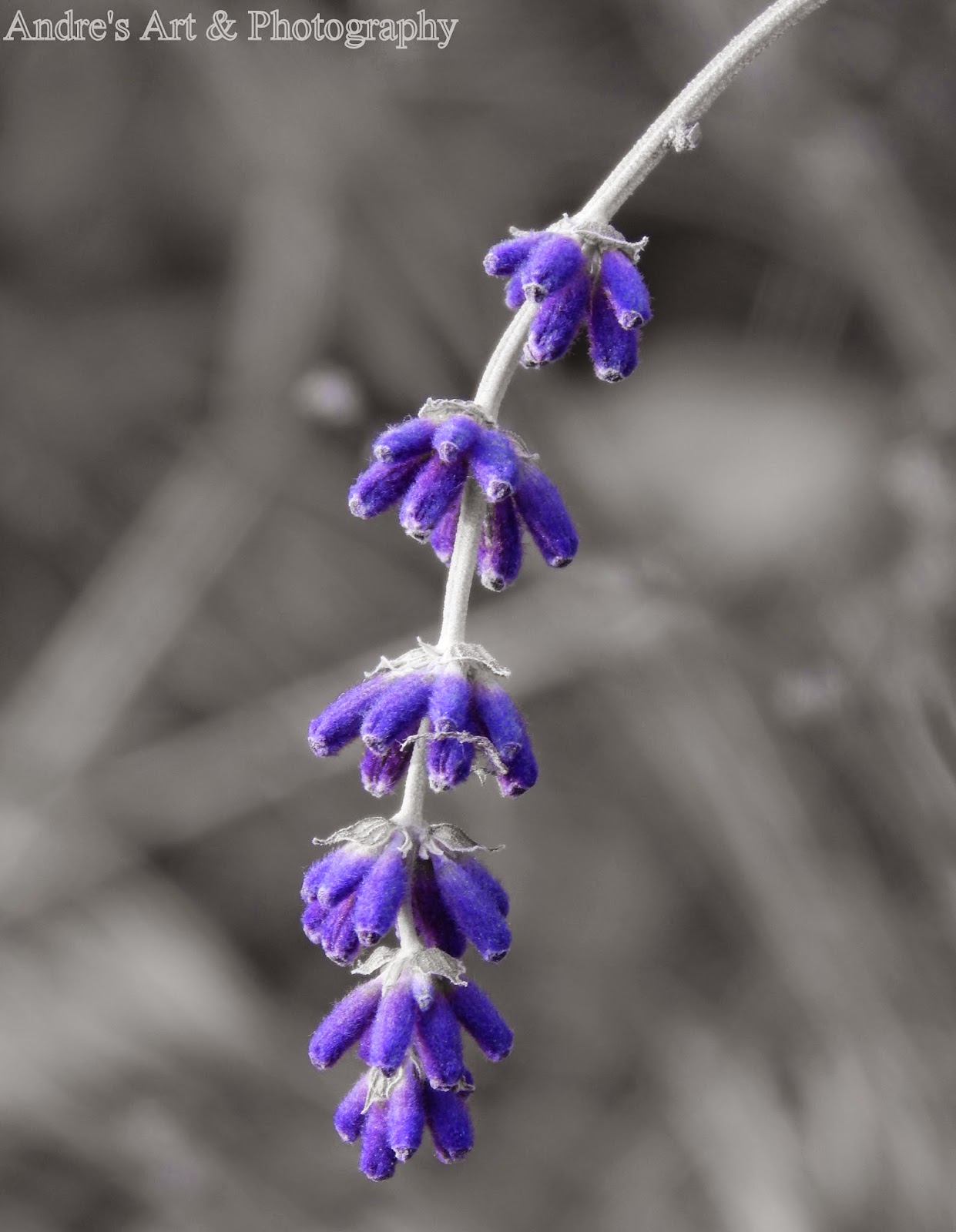 Through The Camera's Eyes: Andre's Photography Blog: All Of My Purple Life