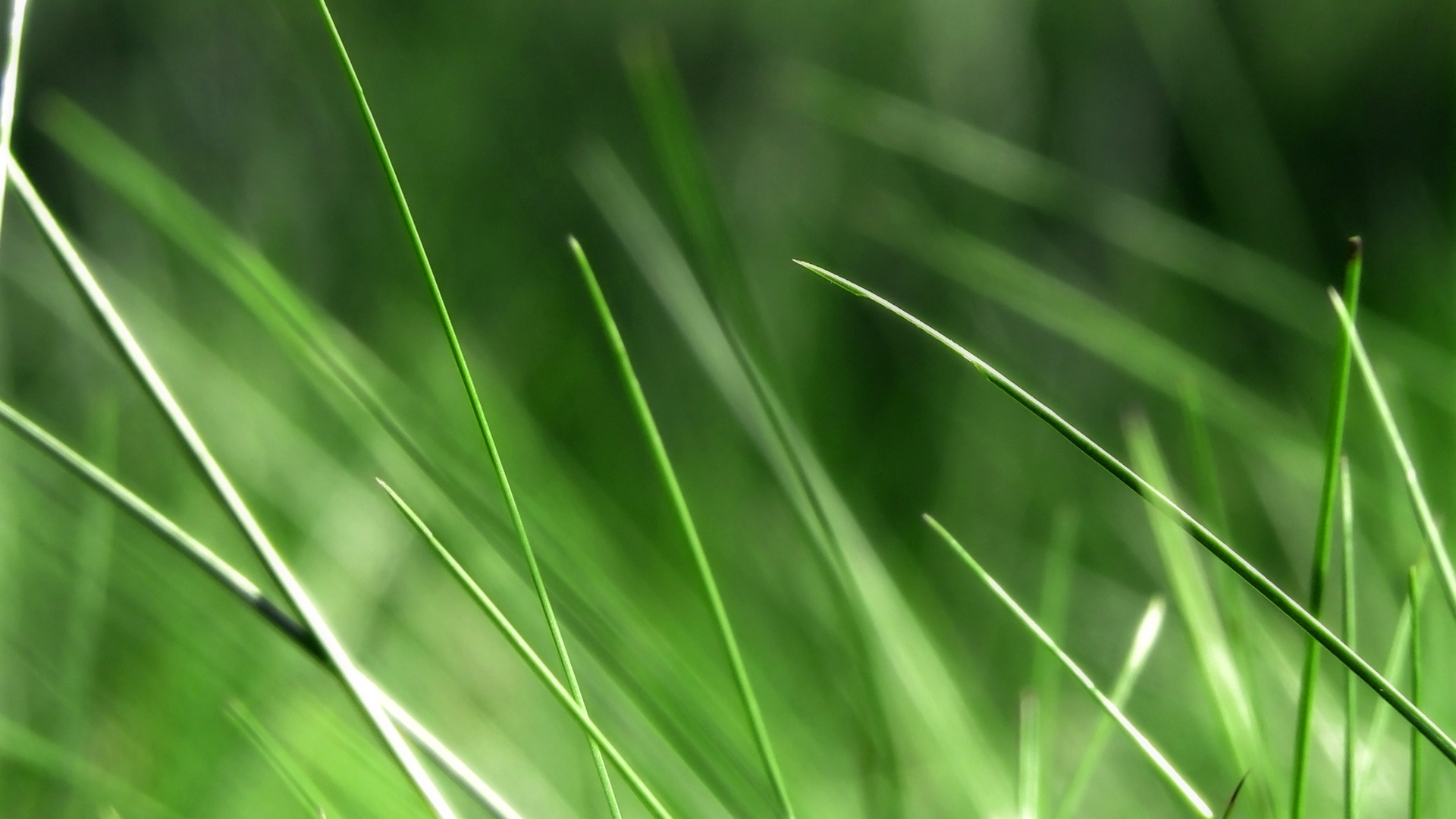 Grass Nature - High Definition Wallpapers - HD wallpapers