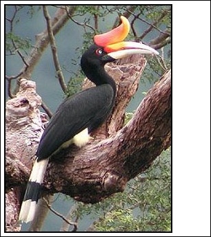 Gambar Burung Enggang | Dunia Binatang