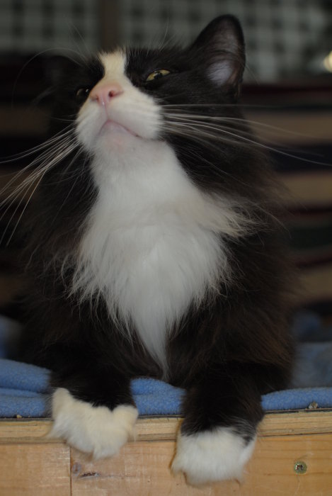 RAPS Cat Sanctuary » Tugboat Wants to go Home with You
