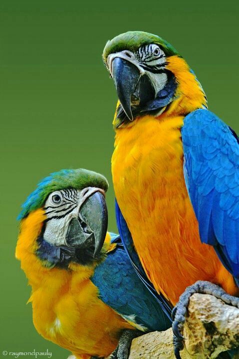 Beautiful Parrots