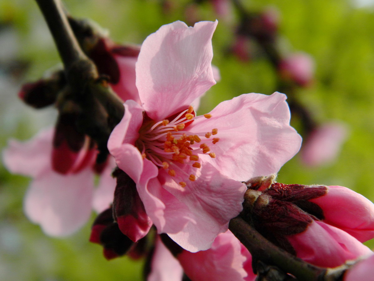 LA MULTI ANI, ROMANIA!: Diversitatea florilor de migdal