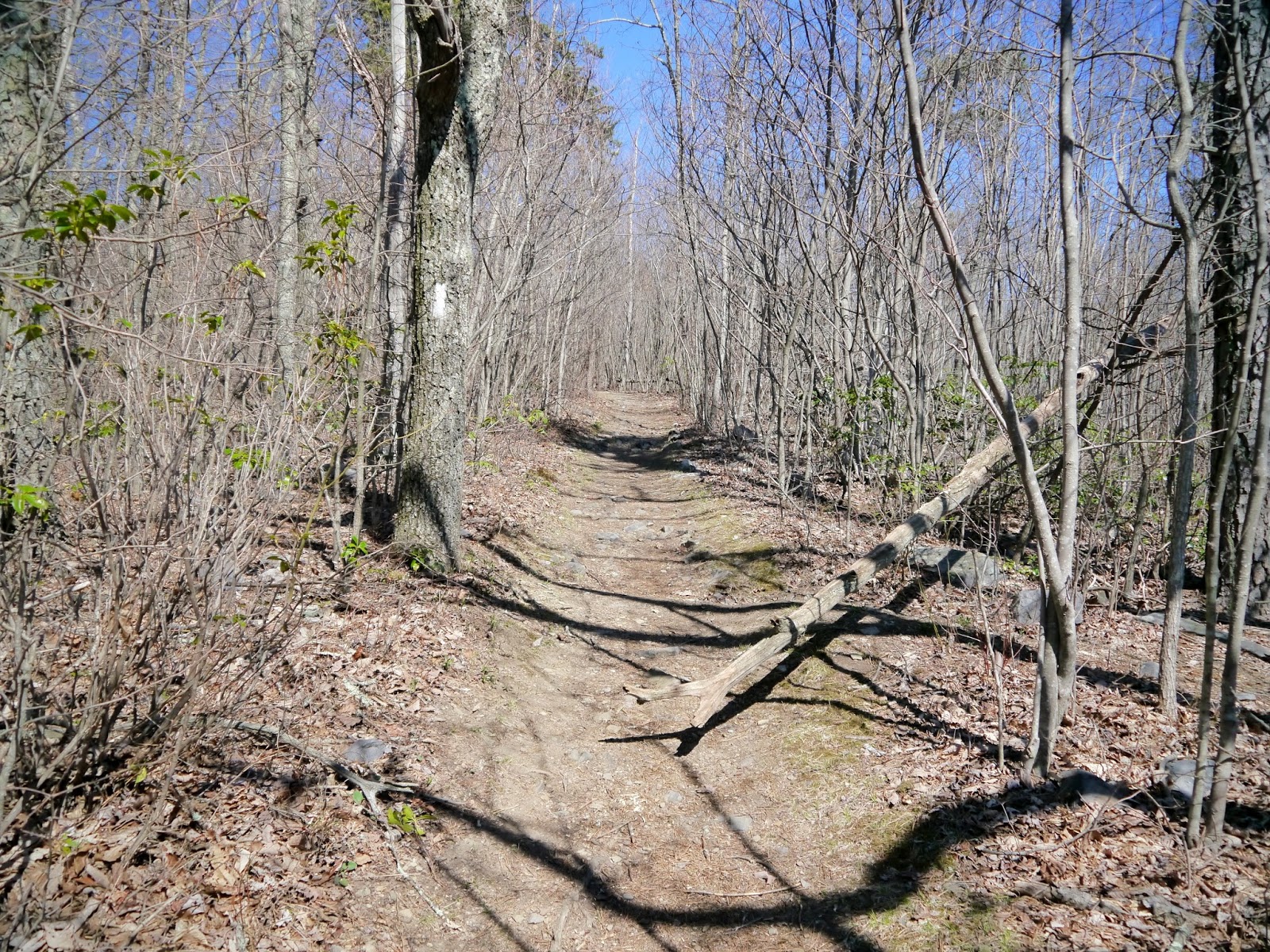 American Travel Journal: Riprap Trailhead to Blackrock Gap ...