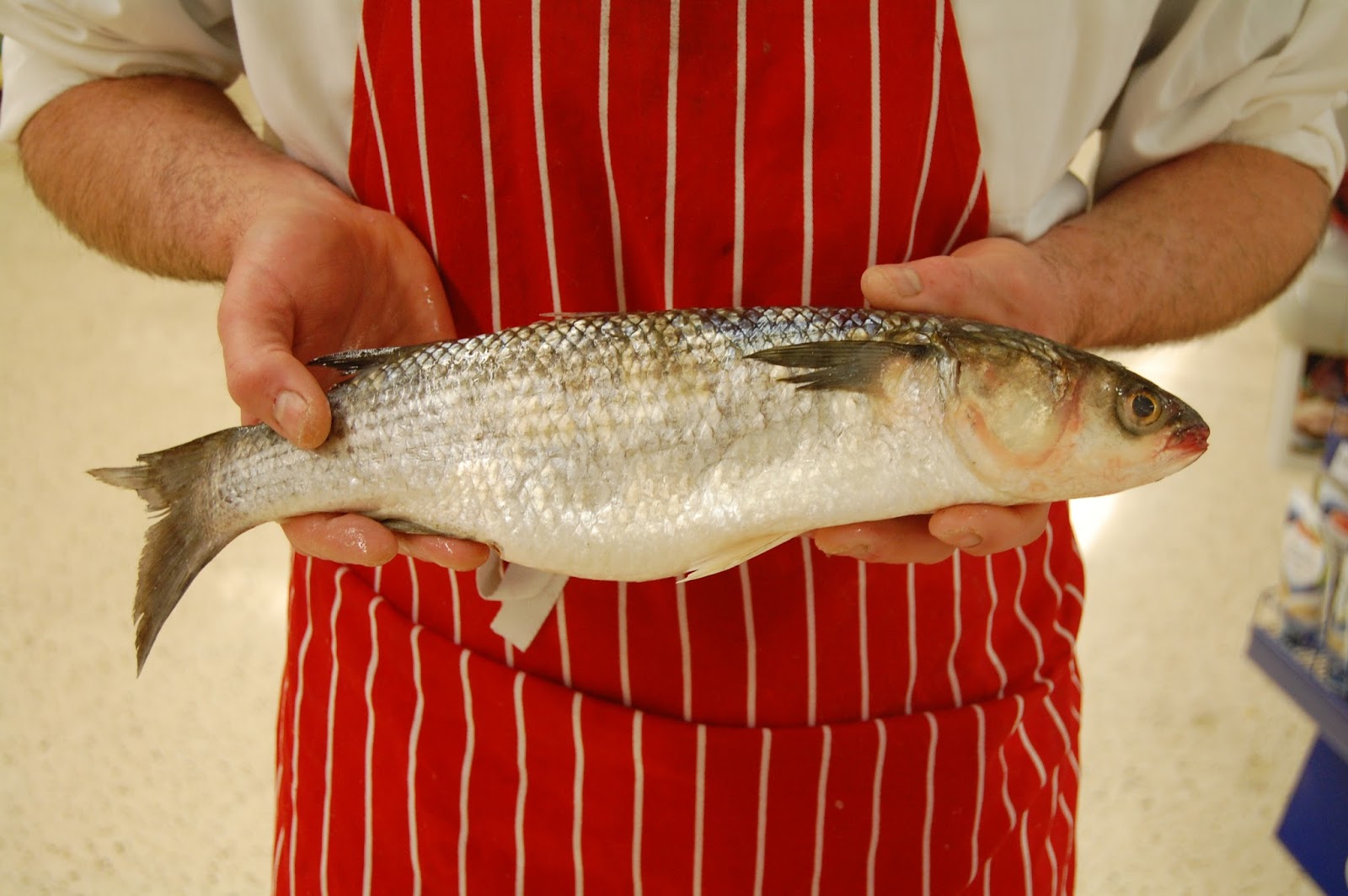 mugofstrongtea : The grey mullet - a flexible fish popular the world ...
