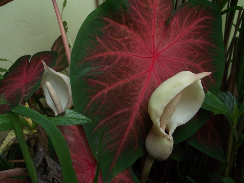 TRUDES PHOTONEWS: MEU QUINTAL - UMA PLANTA DENOMINADA TINHORÃO OU TAMBA ...