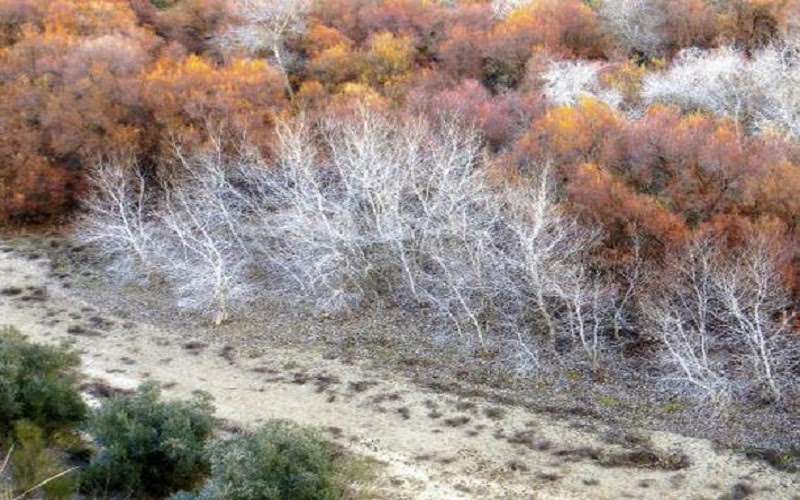 Naturaleza salvaje Blog: Plantas albinas