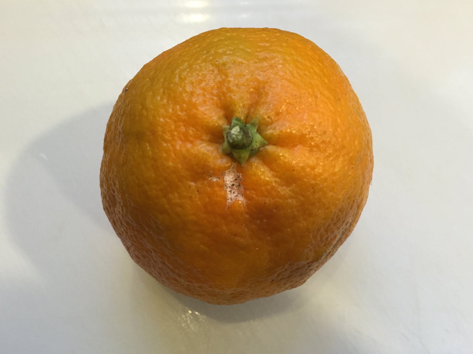 Citrus Enthusiast: Taste Test: Dweet Tangor.