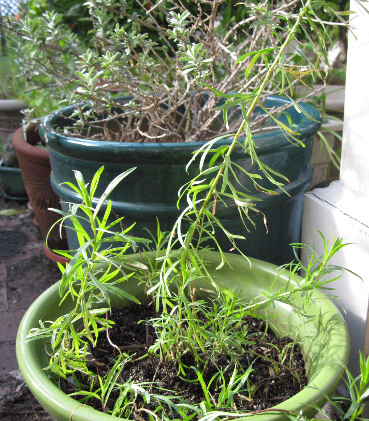 Mother Nature's Backyard - A Water-wise Garden: Plant of the Month ...